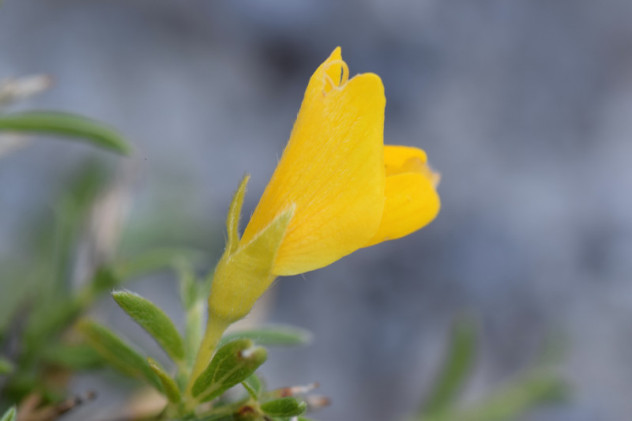 Fabaceae - Genista legionensis 4-01 - Flora Vasca