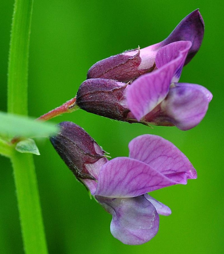 Añadido especies y generos de la familia FABACEAE - Flora Vasca