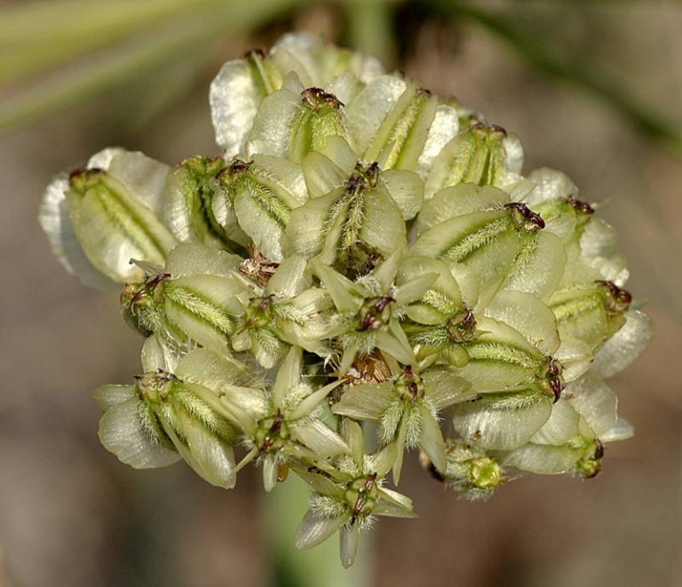 Añadido especies y generos de la familia APIACEAE - Flora Vasca