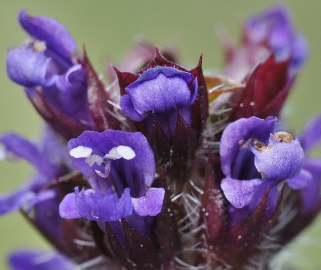 He añadido nuevas especies de las LAMIACEAE - Flora Vasca