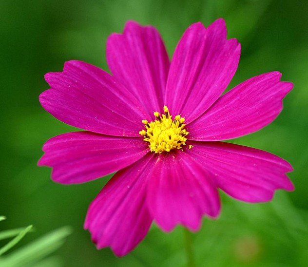 19 nuevos generos de las ASTERACEAE parte 3 - Flora Vasca