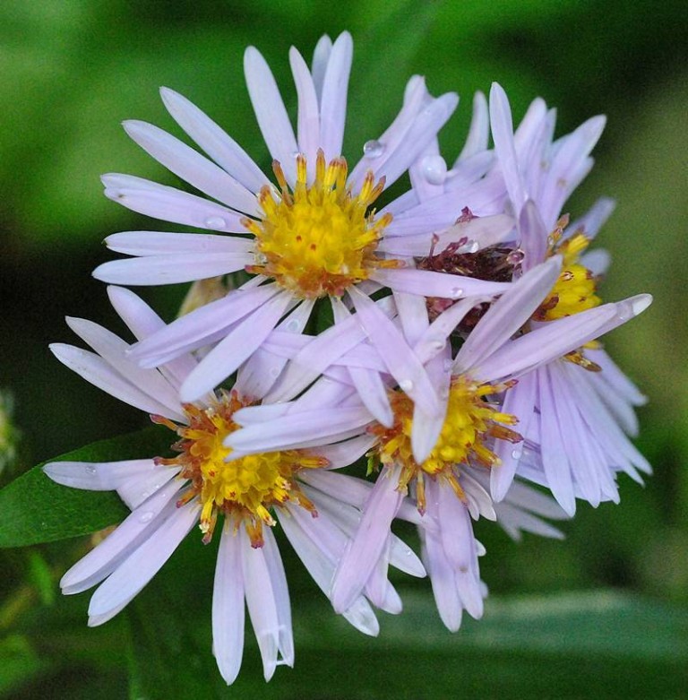 Seguimos con las ASTERACEAE parte 2 - Flora Vasca